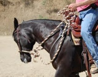 Use Of The Rein Aids | Ride Magazine