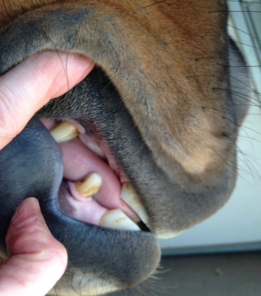 Canine or Wolf Teeth | Ride Magazine